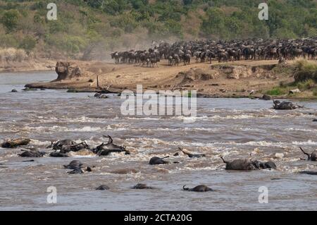 group of dead wildebeest Stock Photo - Alamy