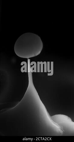 A grayscale closeup shot of a water droplet splashing into water Stock ...