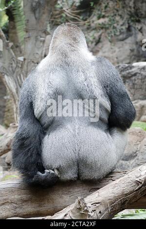A Silverback Gorilla scratching his back Stock Photo - Alamy