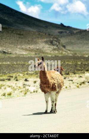 Peru, Andes, free-ranging llama (Lama glama) walking on country road ...