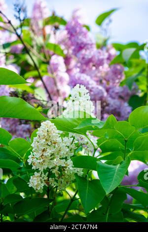 lilac blossom. beautiful scenery in the garden. sunny nature background ...