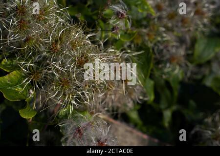 Withering clematis flower Stock Photo - Alamy