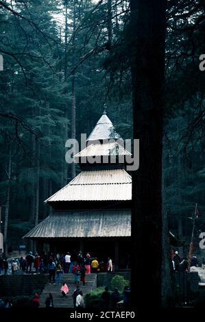 MANALI, INDIA - Jan 06, 2020: Inside a Pine Tree Forest, Famous Hadimba ...