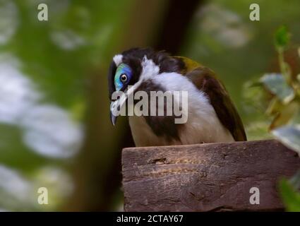 Blue-faced honeyeater (Entomyzon cyanotis), purple flag iris ...