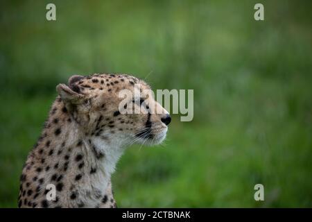 One tree at Sunset, Roundway Hill, Devizes, UK Stock Photo - Alamy
