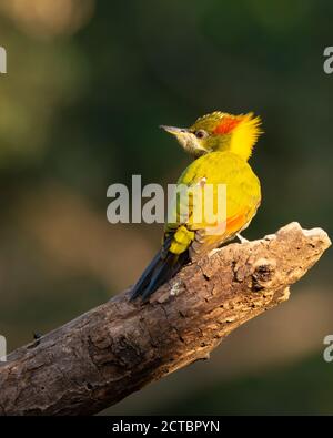 Lesser Yellownape woodpecker, Picus chlorolophus, Western Ghats, India ...