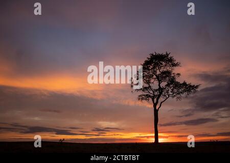 One tree at Sunset, Roundway Hill, Devizes, UK Stock Photo - Alamy