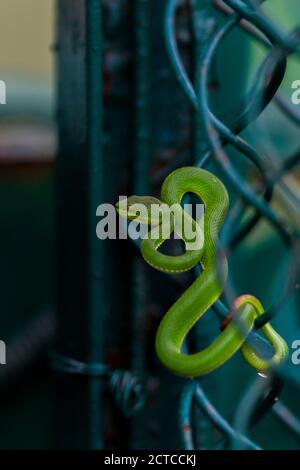 Viperidae, Red tailed pit viper, Trimeresurus erythrurus, Venomous ...
