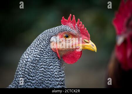 Young Amrock rooster Stock Photo - Alamy