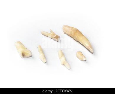 Multiple extracted teeth of cat or feline on bokeh wood table. Fangs or ...