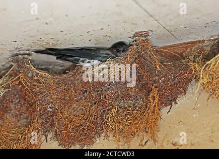 Glossy Swiftlet (Collocalia esculenta natalis) adult on nest Christmas ...