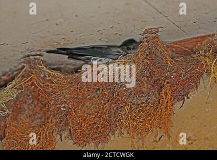 Glossy Swiftlet (Collocalia esculenta natalis) adult on nest Christmas ...