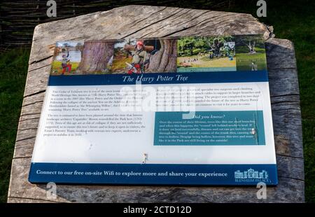 The Harry Potter Tree at Blenheim Palace in Oxfordshire Stock Photo - Alamy