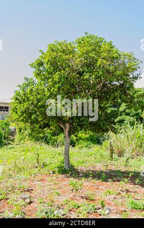 soursop trees or annona muricata at orchard surrounded by rainforest ...