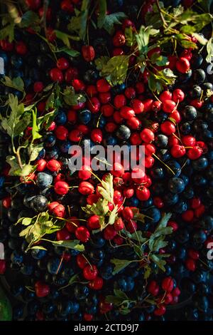 drying sloe and red berries Stock Photo - Alamy