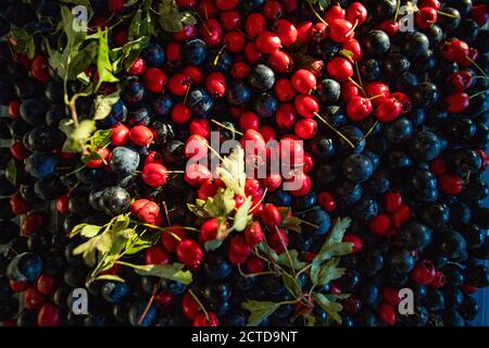 drying sloe and red berries Stock Photo - Alamy