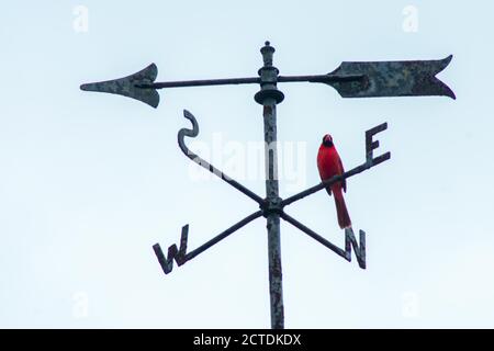 A Red Cardinal on a Directional Weathervane on a Blue Sky Stock Photo ...