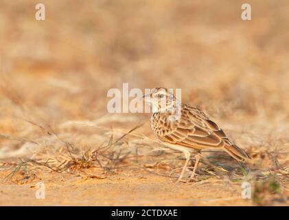 Indian bushlark or Red-winged Bushlark on the ground Stock Photo - Alamy