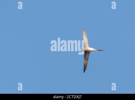 Crested Treeswift (Hemiprocne coronata) adult, in flight, Bondla Forest ...
