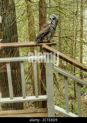 Barred Owl, also known as Hoot Owl Stock Photo - Alamy