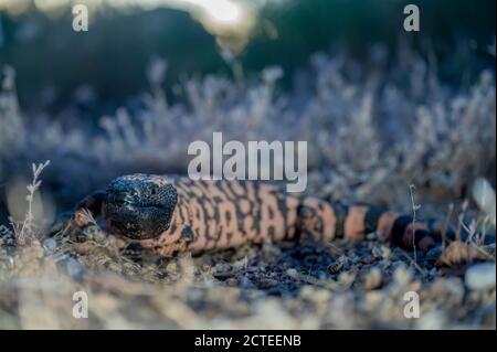 Banded Gila Monster, (Heloderma suspect cinctum), Mojave co., Arizona ...
