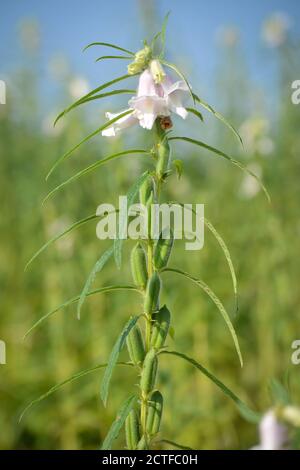 Sesamum tree plant on farm for harvest are cash crops Stock Photo - Alamy
