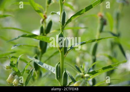 Sesame seed flower on tree in the field, Sesame a tall annual ...