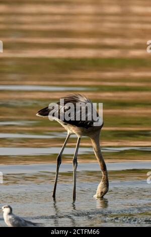 Kuwait City, Kuwait. 22nd Sep, 2020. Birds forage at a beach in Kuwait ...