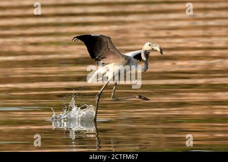 Kuwait City, Kuwait. 22nd Sep, 2020. Birds forage at a beach in Kuwait ...