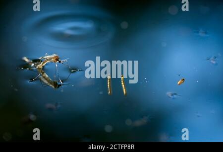 Mosquito larvae in a stagnant water pool. Larvae of mosquitoes swim in ...