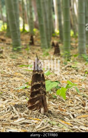 Bamboo sprouts forest. bamboo plant Stock Photo - Alamy