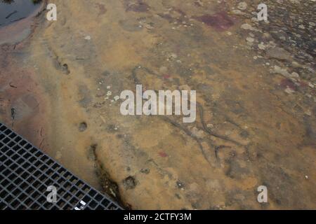 Aboriginal rock engravings, Grotto Point Track in Clontarf on the Spit ...