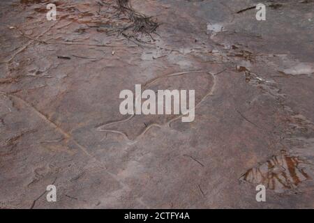 Aboriginal rock engravings, Grotto Point Track in Clontarf on the Spit ...
