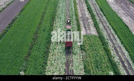 Aerial view of farmers harvesting Chinese cabbage in Hejing county in ...