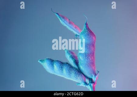 Beautiful broad bean f in neon light. Minimalism retro style concept ...