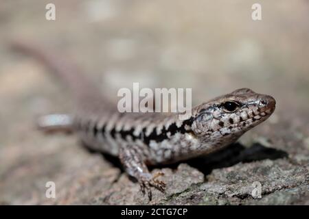 Bar-sided Skink basking on log Stock Photo - Alamy