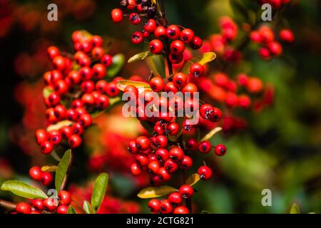 PYRACANTHA SAPHYR ROUGE. FIRETHORN IN FLOWER Stock Photo - Alamy