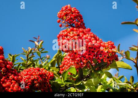 PYRACANTHA SAPHYR ROUGE. FIRETHORN IN FLOWER Stock Photo - Alamy