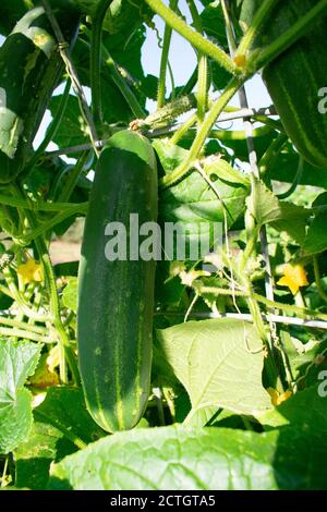 Straight Eight cucumbers growing vertically on a trellis Stock Photo ...