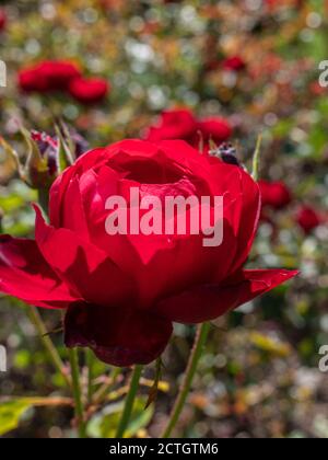 Roses in bloom in a rose garden in south Finland Stock Photo - Alamy