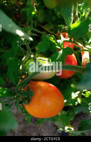 Fresh growing paste tomatoes in the garden with wire rings Stock Photo ...