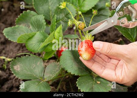 Hand holding an unripe green strawberry in a garden Stock Photo - Alamy