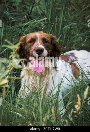 Brown and white springer spaniel laying down on the grass in the park ...