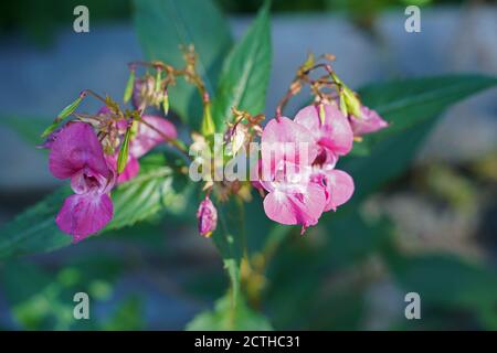 Pink flowering balsam at the edge Stock Photo - Alamy