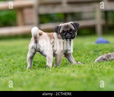 dog, puppy, bottom, arse, ass, bum, back, walk, go, going, walking ...