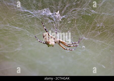 Big spider hanging on a web against brick wall Stock Photo - Alamy