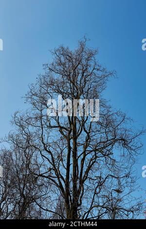 Quercus robur fastigiata trees in winter Stock Photo - Alamy