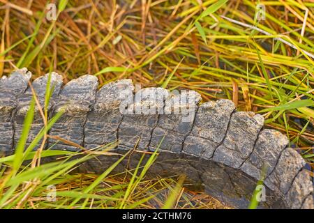 American Alligator tail details, Alligator mississippiensis, Everglades ...