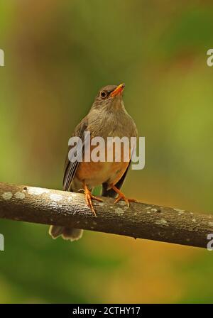 Christmas Island Thrush (Turdus poliocephalus erythropleurus) bathing ...