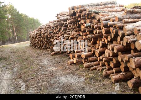 stacked logs on logging, wood-storage place, felling of coniferous ...